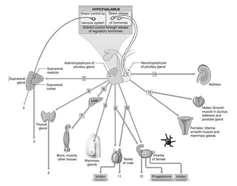 Label The Hormone Location Quiz
