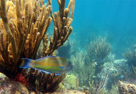 Bermuda Snorkeling Excursions 60 Photos