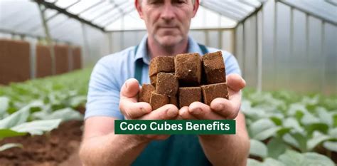 Coco Cubes Benefits Seedling Success Starts Here