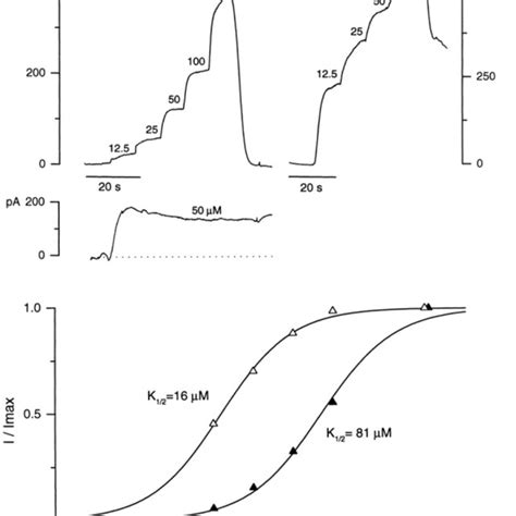 Ca²⁺ Dependent Modulation Of Activation By 8br Cgmp Of The Cyclic