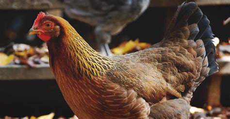 Welsummer Chicken Eggs