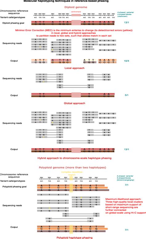 molecular haplotyping techniques in reference based phasing individual