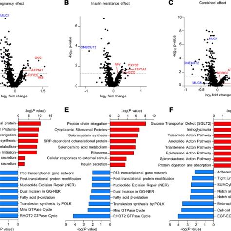 Ductal Clusters Exhibit Regulation In Pathways Related To β Cell