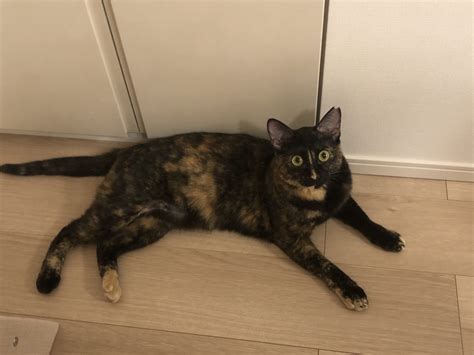 保護猫を飼い始めました。 やどさんち