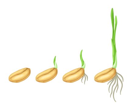 Seed Germination Cross Section Vector Illustration In Stages