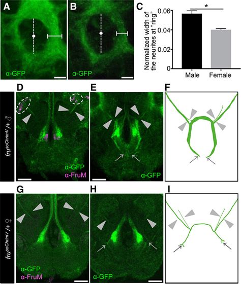 Sexual Dimorphisms In The Fru Labeled Circuitry In D Subobscura A B