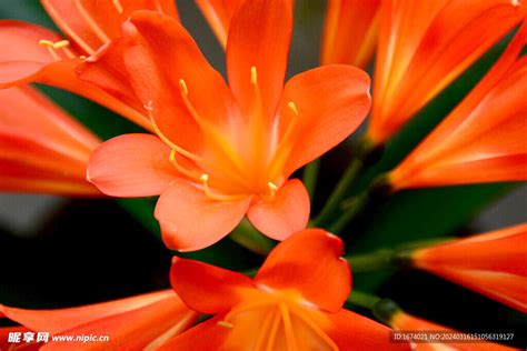 君子兰花摄影图花草生物世界摄影图库昵图网