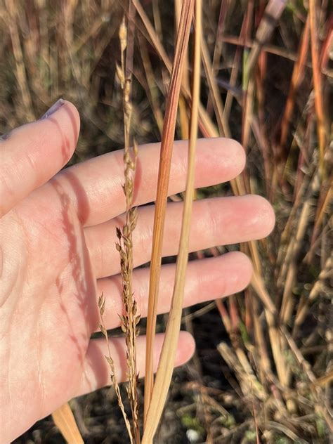 Redtop Panicgrass In September 2023 By 10423 · Inaturalist