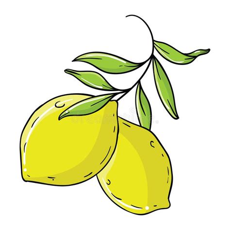 Lima De Dibujo A Mano Ilustración Del Vector Ilustración De Contorno