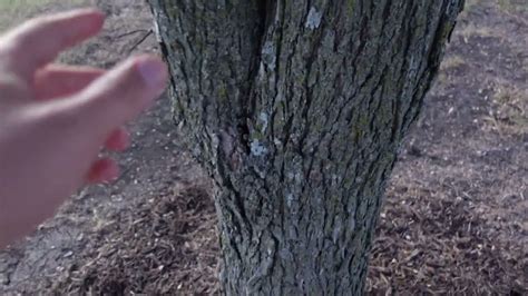 Codominant Stem On Cedar Elm Youtube
