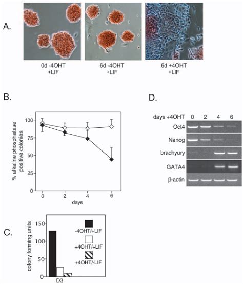 Figure 5 From Lifstat3 Controls Es Cell Self Renewal And Pluripotency