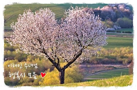 [힐링시] 이해인 수녀님의 행복시 모음 네이버 블로그