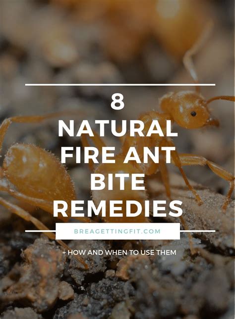 House Ant Bites Treatment Satisfyingly Blogging Image Library