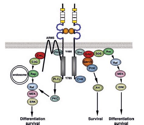 Neurotrophin Pathway Signaling Sino Biological