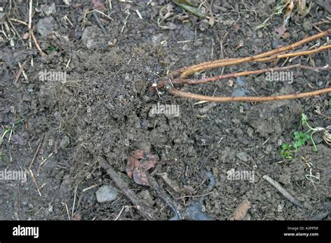 Raspberry Canes Showing Bud Formation And Healthy Root System Stock