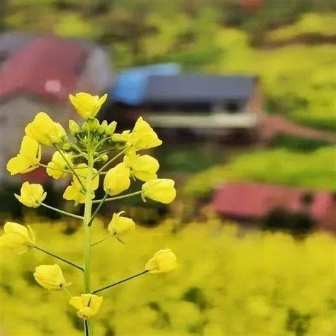 屏山县的油菜花开了 摄影 景象 晴天