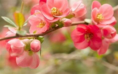 🔥 Free Download Cute Flowers Wallpaper By Coreyr43 Wallpapersafari