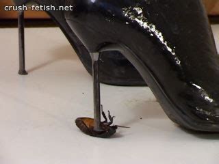 The Insect World November 2011