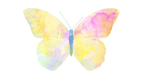 수채화 나비입니다 디자인을 위한 열 대 곤충 흰색 배경에 고립 곤충에 대한 스톡 사진 및 기타 이미지 곤충 그림 그리기