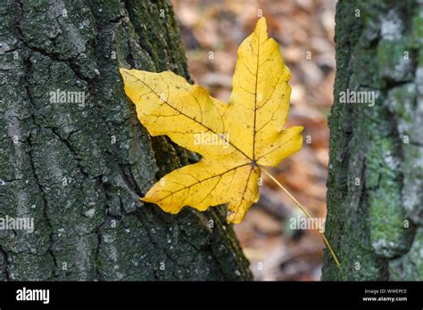 Autumn Yellow Leaf Stuck Between Two Trees In The Forestfocus On A