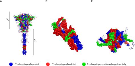 T Cell Epitopes In Spike Membrane And Nucleocapsid Proteins 3d