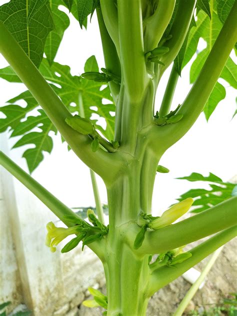 파파야 과일 초록 Pixabay의 무료 사진 Pixabay