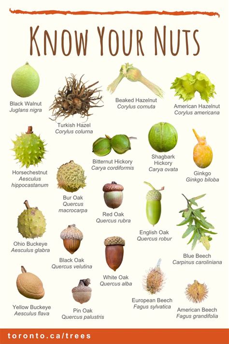 Nut Tree Identification Winter Tree Identification Part I Deciduous