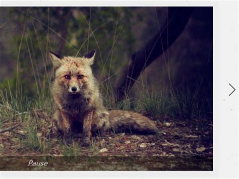 Infinite Image Carousel Slideshow Plugin With Jquery Handy Slider Free Jquery Plugins