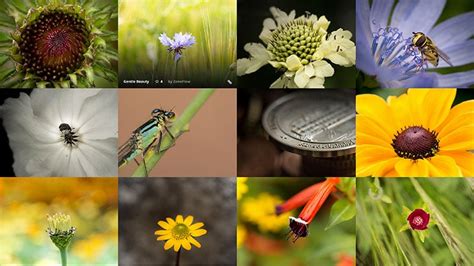 Essential Grid Demo Shopidevs Shopify Developers