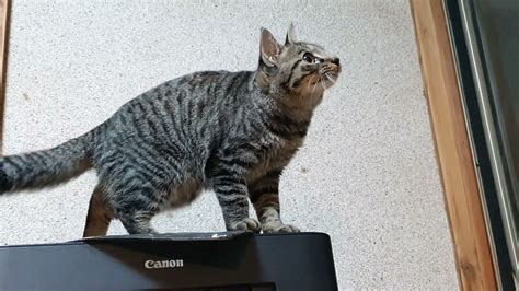 子猫、初めてのカカカカッ！クラッキング Youtube