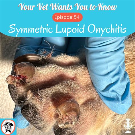 Symmetric Lupoid Onychitis Your Vet Wants You To Know