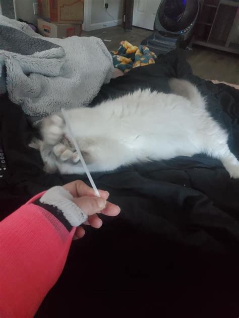 Ragdoll Boy Boxes Rragdolls