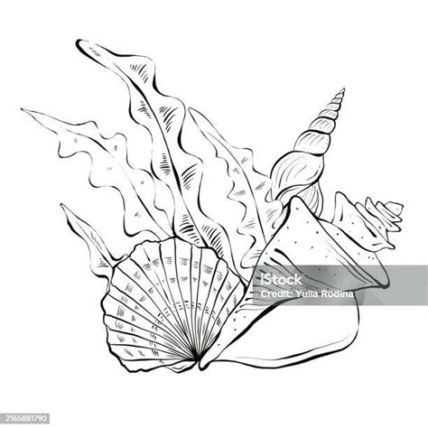白い背景に隔離された貝殻と海藻の茂みの組成水中の世界線画スタイルの手描きのイラストパッケージテキスタイルぬりえに印刷するためのデザイン