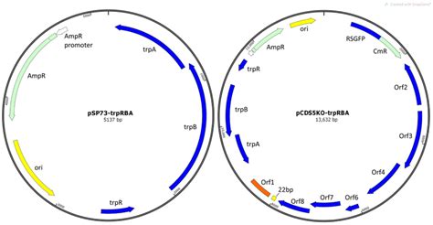Plasmid Maps Of Vectors Constructed In This Study A E Coli Vector