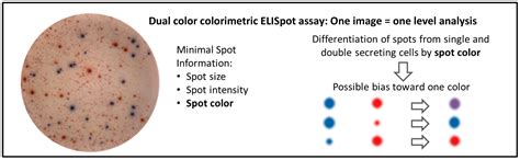 Stepping Up Elispot Multi Level Analysis In Fluorospot Assays