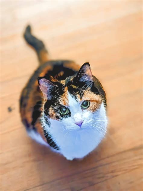 Hello Abby Loves You That Is All Rcatslivingandwell