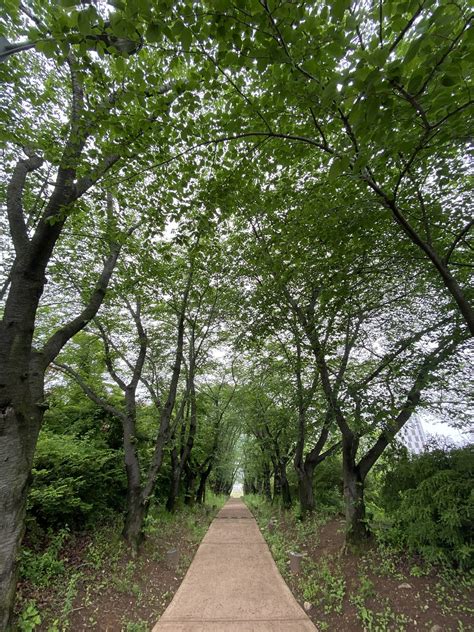 길 벗나무 Pixabay의 무료 사진 Pixabay