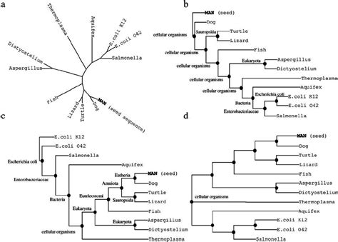 Tree Rooting Scheme A Unrooted Tree B Tree Rooted At The Seed