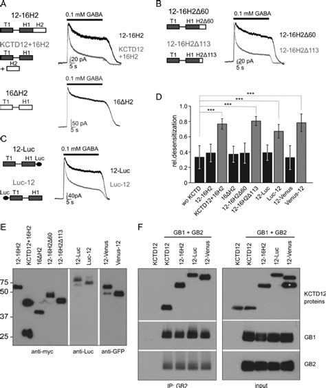 The H2 Domain Inhibits Desensitization By The Kctd Proteins A C