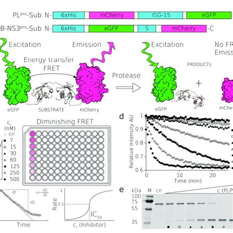 Substrates Principles Of Fret Assay A The Fluorescent Pl Pro And