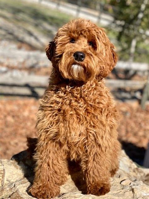 Apricot Mini Labradoodle