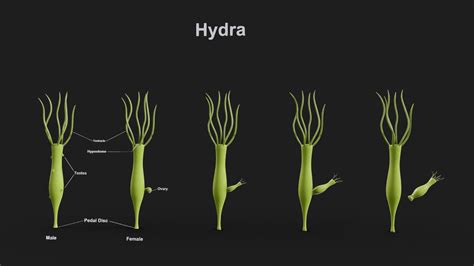 Hydra Gender And Ovary Stages Buy Royalty Free 3d Model By Nima