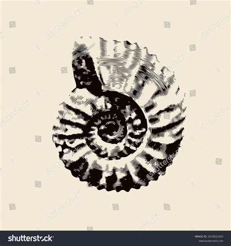 Vector Objects Ancient Petrified Ammonite Shells Stock Vector Royalty