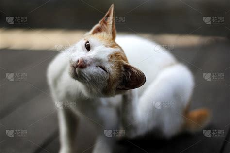 猫只露出一只眼睛