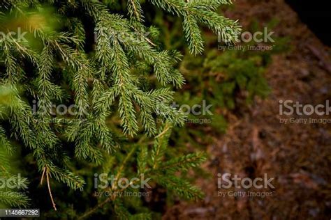 아름 다운 햇볕이 잘 드는 숲에서가 문 비 나무의 녹색 잔 가지와 배경 0명에 대한 스톡 사진 및 기타 이미지 0명 계절