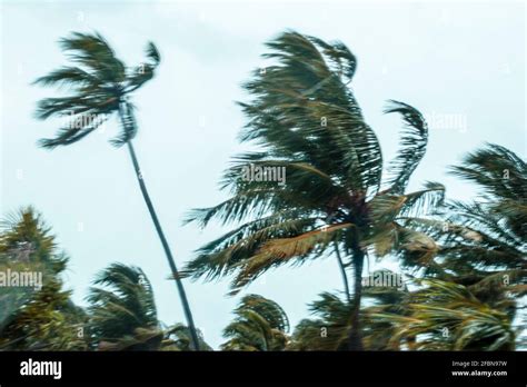 Palm Trees Bending Wind Hi Res Stock Photography And Images Alamy