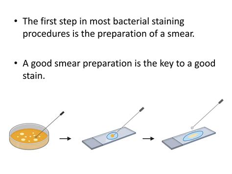 Bacterial Smear Preparation Pdf