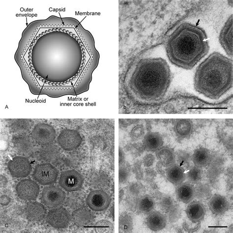 PDF Virus Taxonomy Classification And Nomenclature Of Viruses Seventh Report Of The