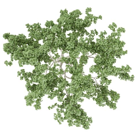 Tree Plan Pngs For Free Download