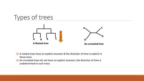 Phylogenetic Tree Evolution Ppt
